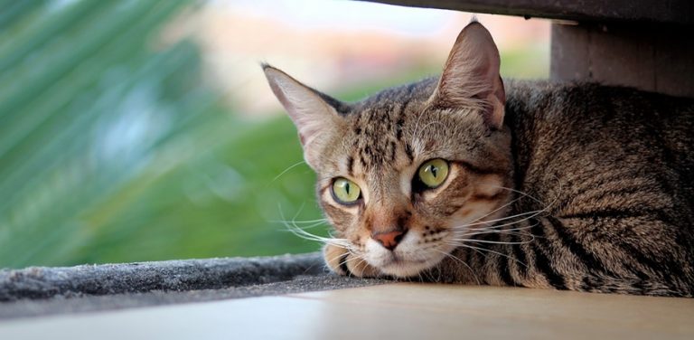 Muscatura de purice – preventie si tratament - Mami si copilul