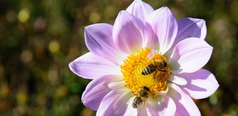 Intepatura de albina - reactii si solutii - Mami si copilul